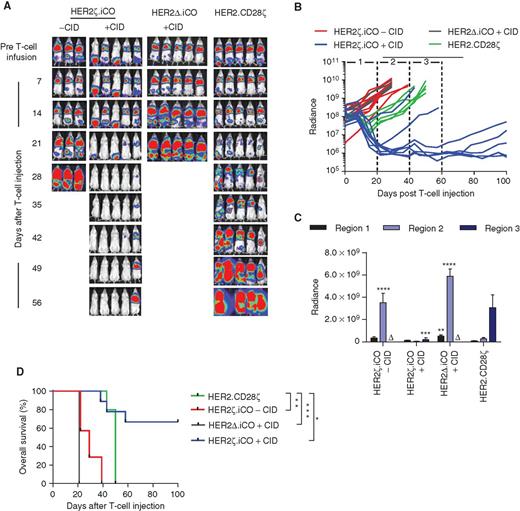 Inducible Activation of MyD88 and CD40 in CAR T Cells Results in ...