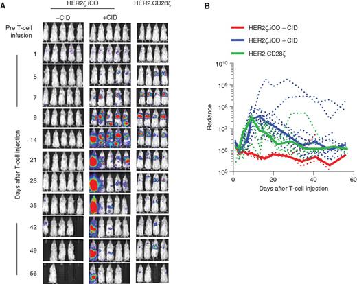 Inducible Activation of MyD88 and CD40 in CAR T Cells Results in ...