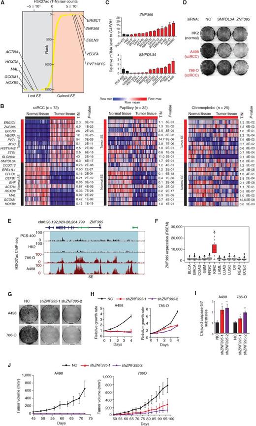 VHL Deficiency Drives Enhancer Activation of Oncogenes in Clear Cell ...