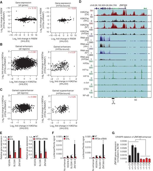 VHL Deficiency Drives Enhancer Activation of Oncogenes in Clear Cell ...