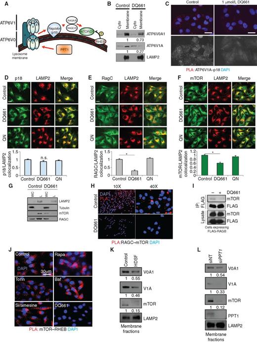 A Unified Approach to Targeting the Lysosome's Degradative and Growth ...