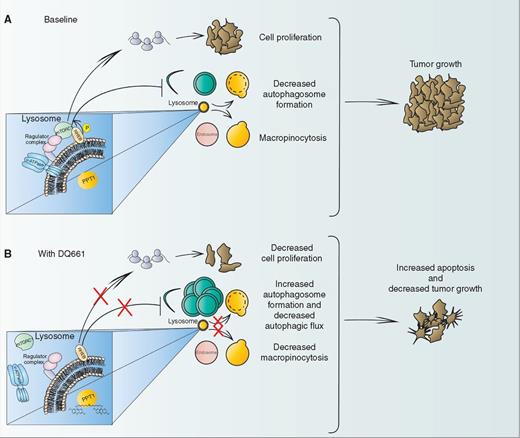 Targeting the Lysosome for Cancer Therapy | Cancer Discovery | American ...