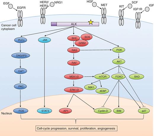 Targeting ALK: Precision Medicine Takes on Drug Resistance | Cancer ...