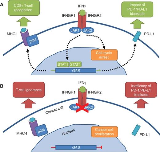 JAK Mutations as Escape Mechanisms to Anti–PD-1 Therapy | Cancer ...
