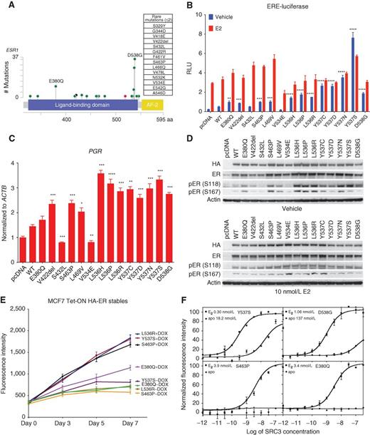 Activating ESR1 Mutations Differentially Affect the Efficacy of ER ...