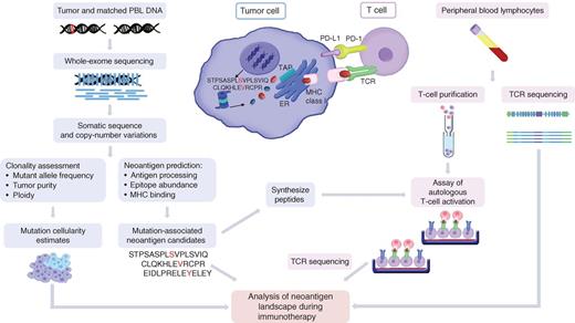 Evolution of Neoantigen Landscape during Immune Checkpoint Blockade in ...