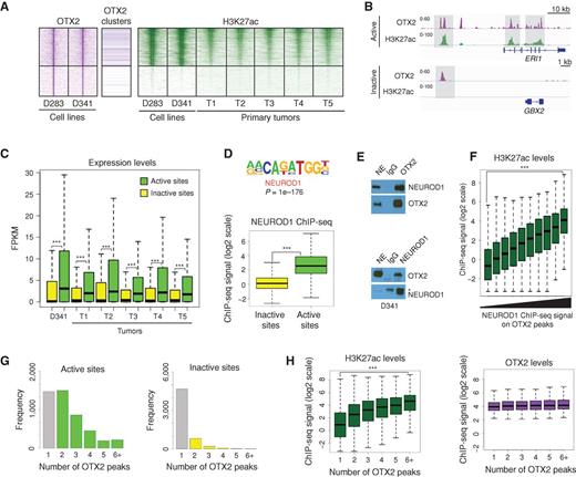 OTX2 Activity at Distal Regulatory Elements Shapes the Chromatin ...