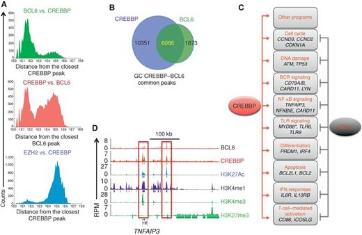 The CREBBP Acetyltransferase Is a Haploinsufficient Tumor Suppressor in ...