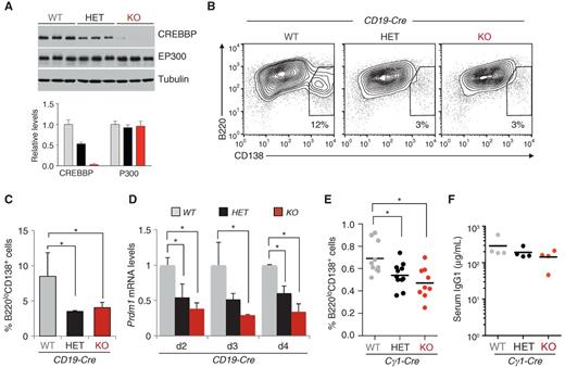 The CREBBP Acetyltransferase Is a Haploinsufficient Tumor Suppressor in ...