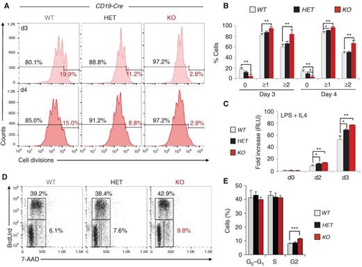 The CREBBP Acetyltransferase Is a Haploinsufficient Tumor Suppressor in ...