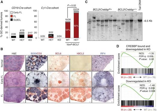 The CREBBP Acetyltransferase Is a Haploinsufficient Tumor Suppressor in ...