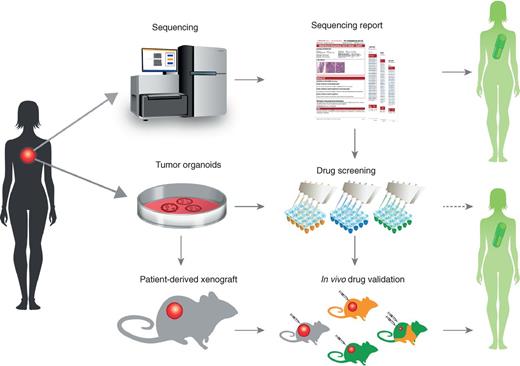 Personalized In Vitro and In Vivo Cancer Models to Guide Precision ...