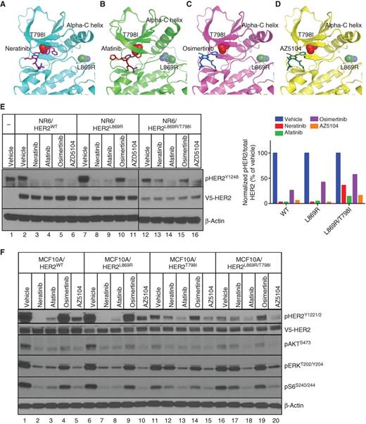 An Acquired HER2 T798I Gatekeeper Mutation Induces Resistance to ...