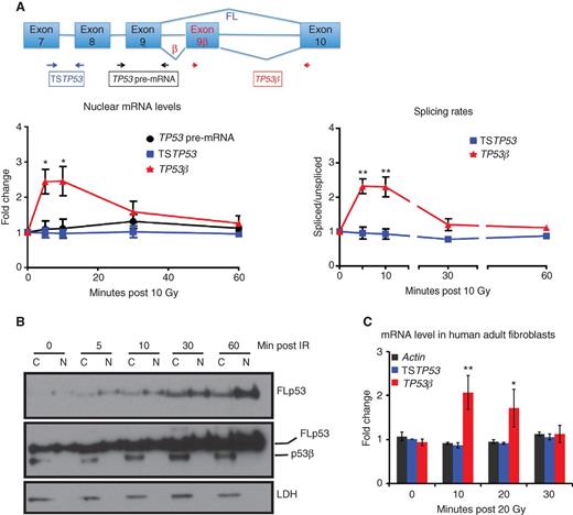 Identification of a DNA Damage–Induced Alternative Splicing Pathway ...