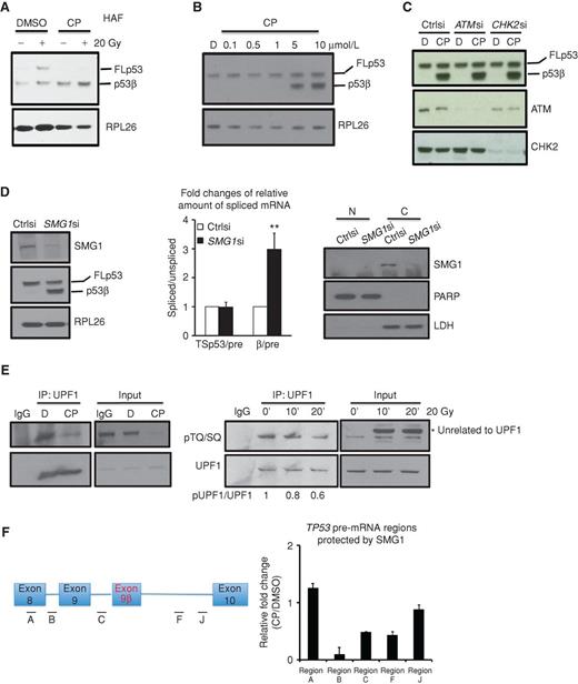 Identification of a DNA Damage–Induced Alternative Splicing Pathway ...