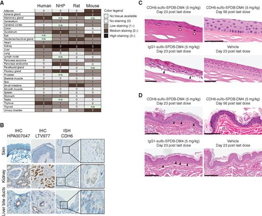 Discovery and Optimization of HKT288, a Cadherin-6–Targeting ADC for ...