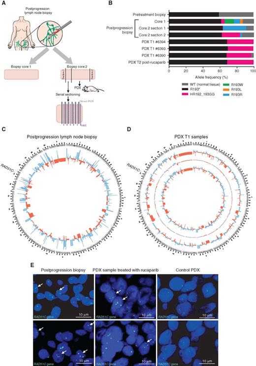 Secondary Somatic Mutations Restoring RAD51C and RAD51D Associated with ...