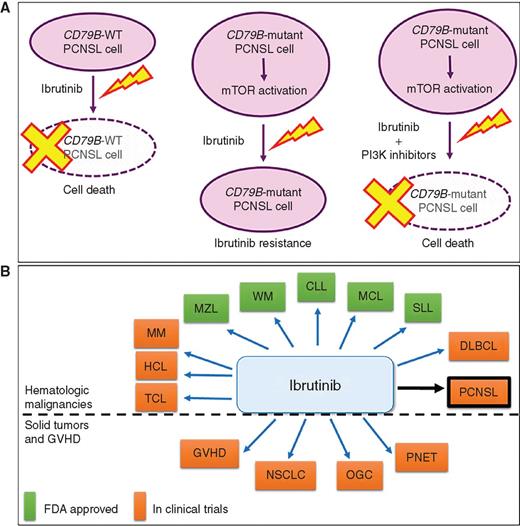 Spotlight on Ibrutinib in PCNSL: Adding Another Feather to Its Cap ...