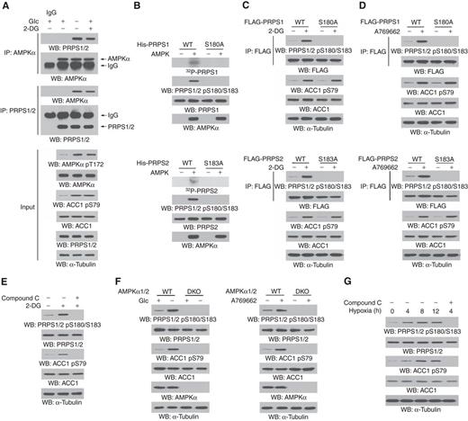 Conversion of PRPS Hexamer to Monomer by AMPK-Mediated Phosphorylation ...