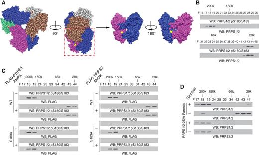 Conversion of PRPS Hexamer to Monomer by AMPK-Mediated Phosphorylation ...
