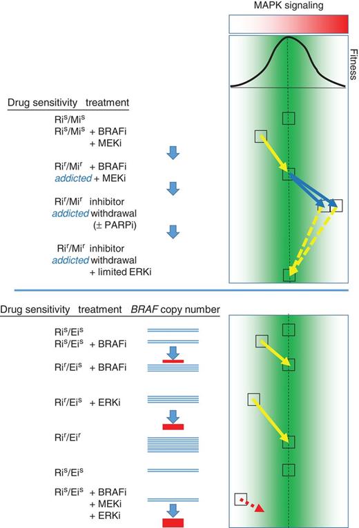 Keeping Tumors Out of the MAPK Fitness Zone | Cancer Discovery ...