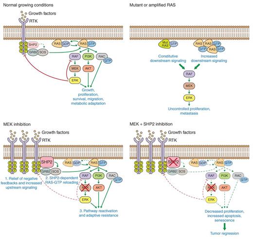 Shipping Out MEK Inhibitor Resistance with SHP2 Inhibitors | Cancer ...