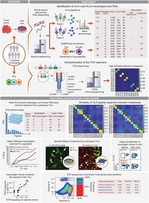 Combined Analysis of Antigen Presentation and T-cell Recognition ...