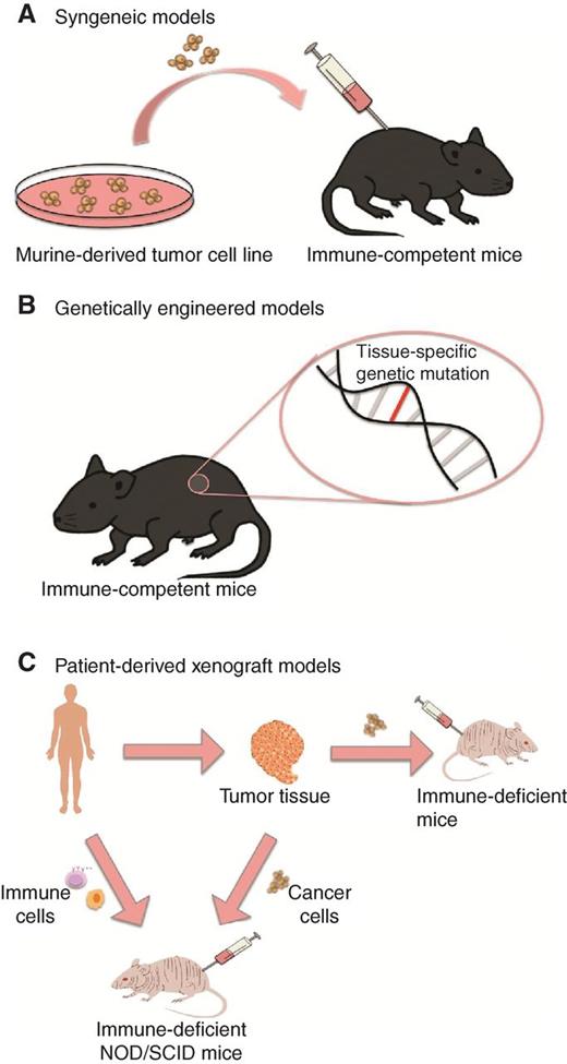 Mouse Models for Cancer Immunotherapy Research | Cancer Discovery ...