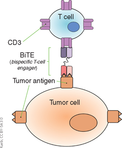 New Partners to Develop Immune Engagers | Cancer Discovery | American ...