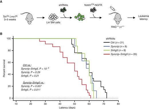 Deletion 6q Drives T-cell Leukemia Progression by Ribosome Modulation ...