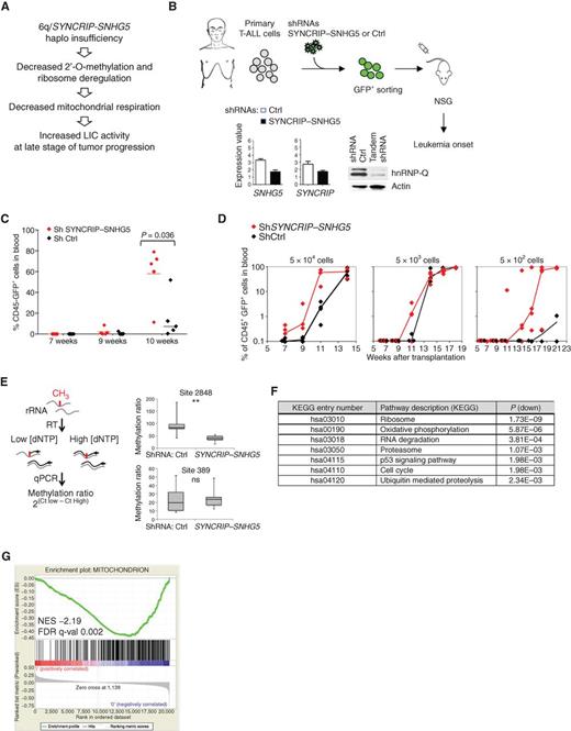 Deletion 6q Drives T-cell Leukemia Progression by Ribosome Modulation ...