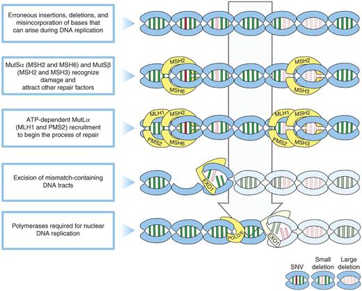 The Clinical Impact of the Genomic Landscape of Mismatch Repair ...