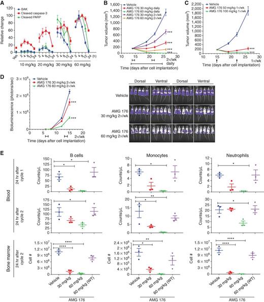 AMG 176, a Selective MCL1 Inhibitor, Is Effective in Hematologic Cancer ...