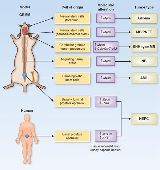The Expanding World of N-MYC–Driven Tumors | Cancer Discovery ...