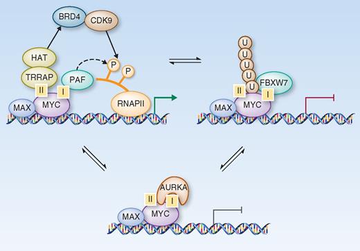 The Expanding World of N-MYC–Driven Tumors | Cancer Discovery ...