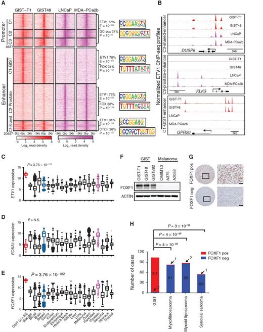 FOXF1 Defines the Core-Regulatory Circuitry in Gastrointestinal Stromal ...