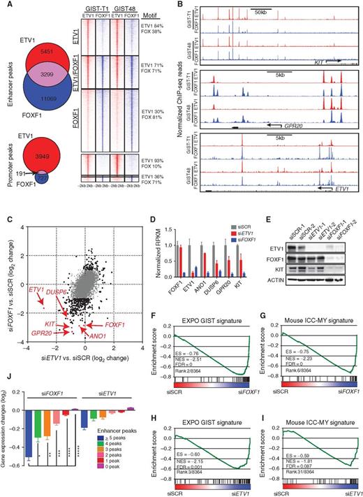 FOXF1 Defines the Core-Regulatory Circuitry in Gastrointestinal Stromal ...
