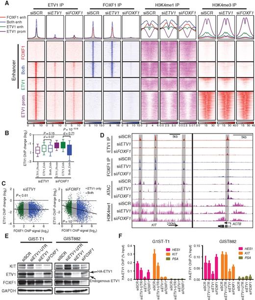 FOXF1 Defines the Core-Regulatory Circuitry in Gastrointestinal Stromal ...
