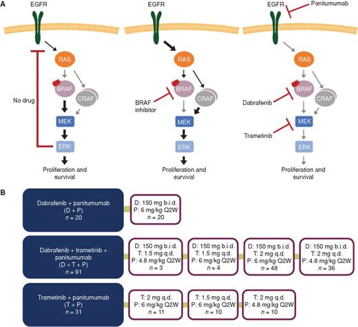Combined BRAF, EGFR, and MEK Inhibition in Patients with BRAFV600E ...