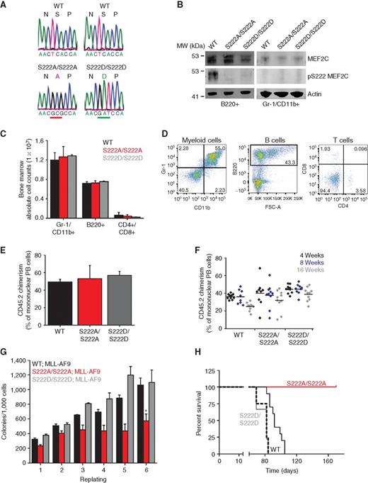 MEF2C Phosphorylation Is Required for Chemotherapy Resistance in Acute ...