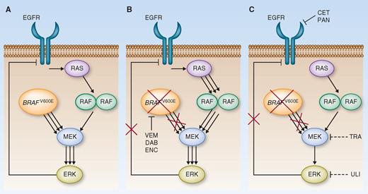 Advances on the BRAF Front in Colorectal Cancer | Cancer Discovery ...