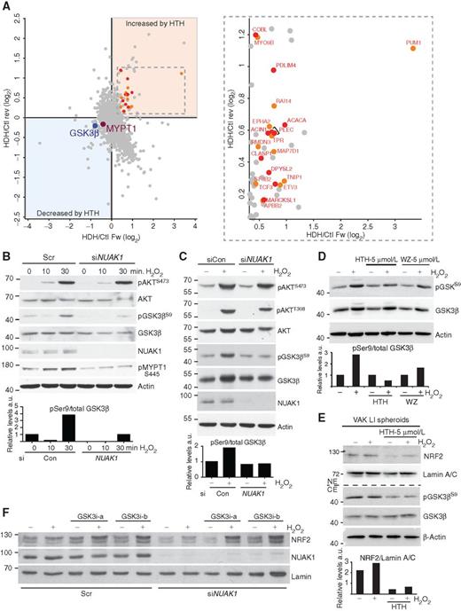 Colorectal Tumors Require NUAK1 for Protection from Oxidative Stress ...