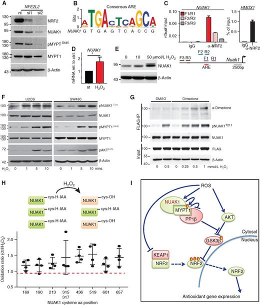 Colorectal Tumors Require NUAK1 for Protection from Oxidative Stress ...