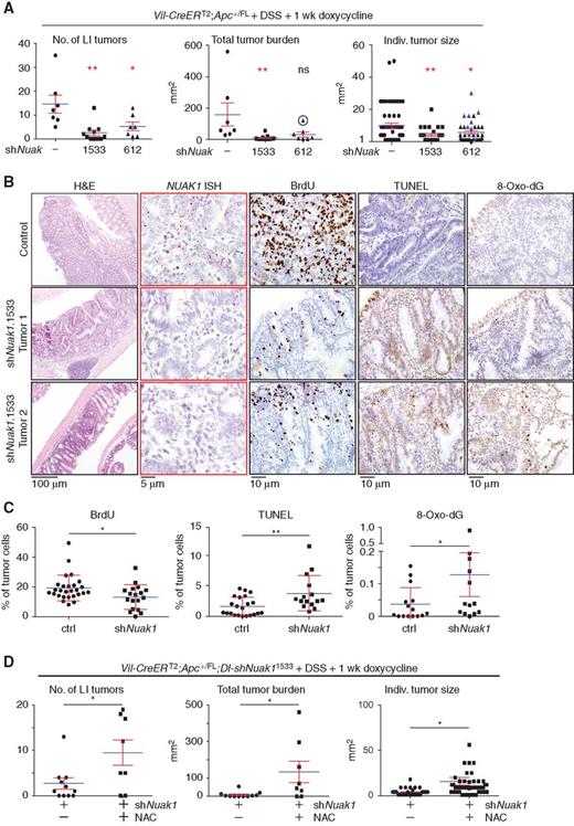 Colorectal Tumors Require NUAK1 for Protection from Oxidative Stress ...