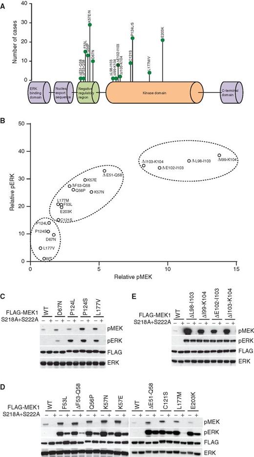 Allele-Specific Mechanisms of Activation of MEK1 Mutants Determine ...