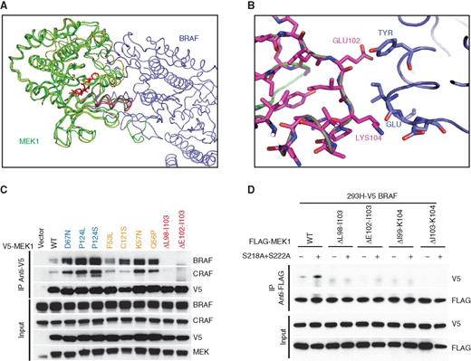 Allele-Specific Mechanisms of Activation of MEK1 Mutants Determine ...