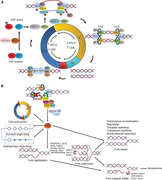 Mechanisms of Oncogene-Induced Replication Stress: Jigsaw Falling into ...