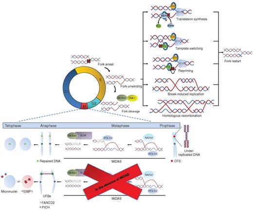 Mechanisms of Oncogene-Induced Replication Stress: Jigsaw Falling into ...