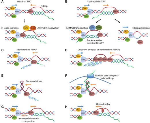 Mechanisms of Oncogene-Induced Replication Stress: Jigsaw Falling into ...