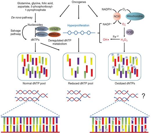 Mechanisms of Oncogene-Induced Replication Stress: Jigsaw Falling into ...